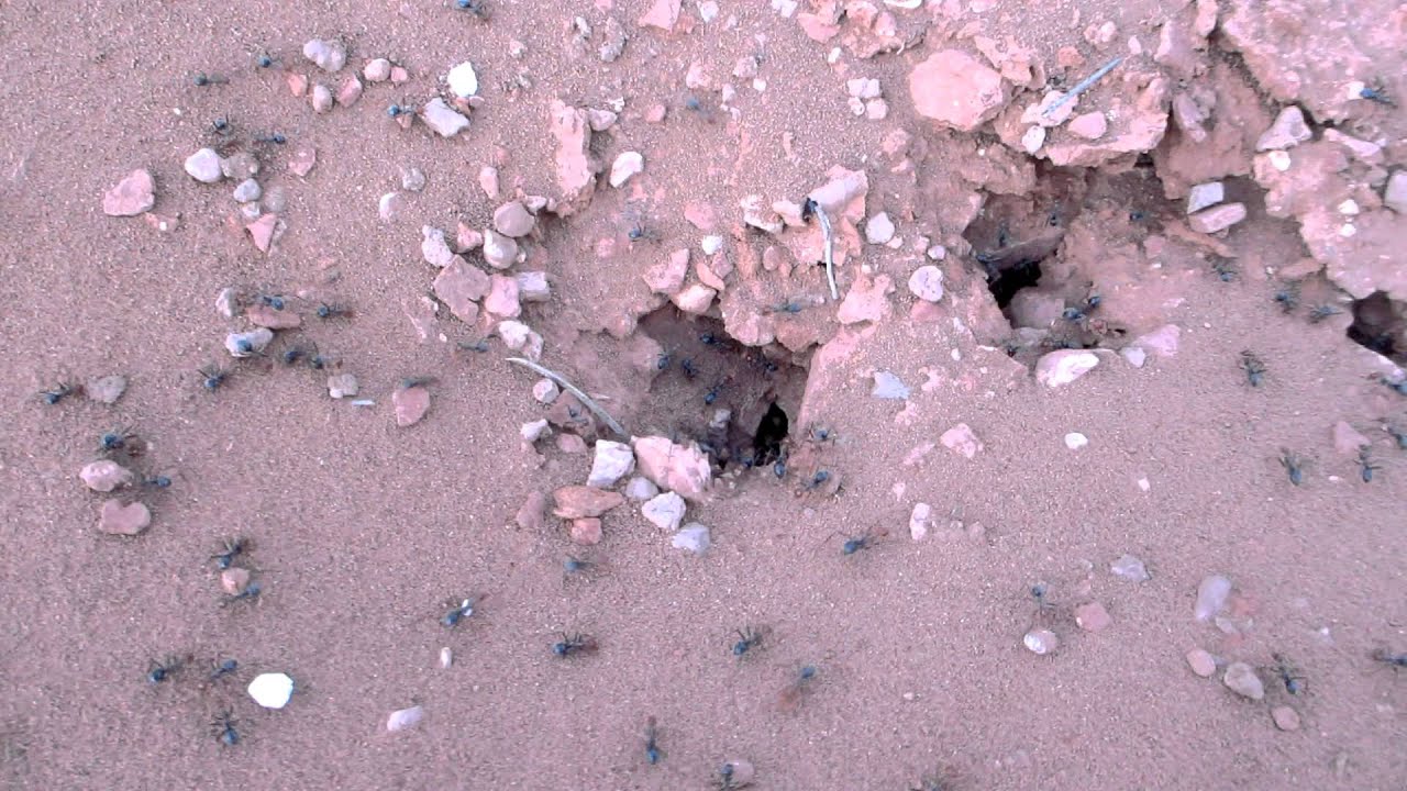 Ants in Arizona - YouTube