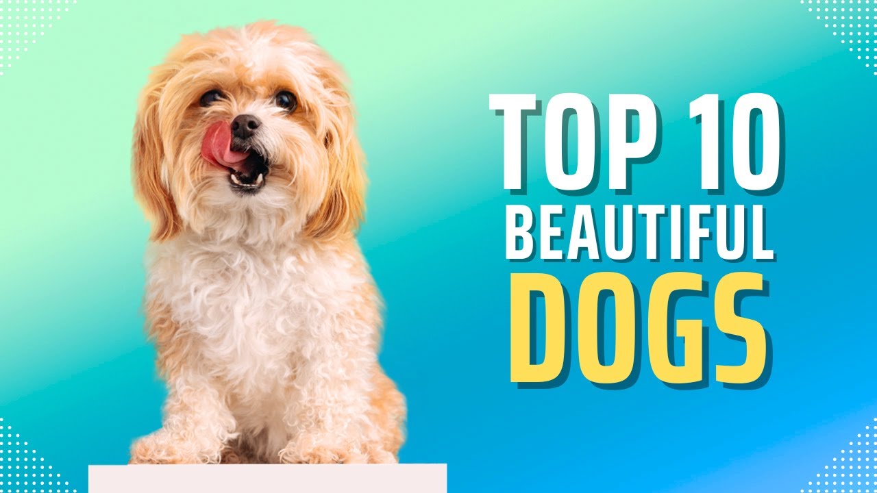 10 MOST BEAUTIFUL DOGS IN THE WORLD - YouTube