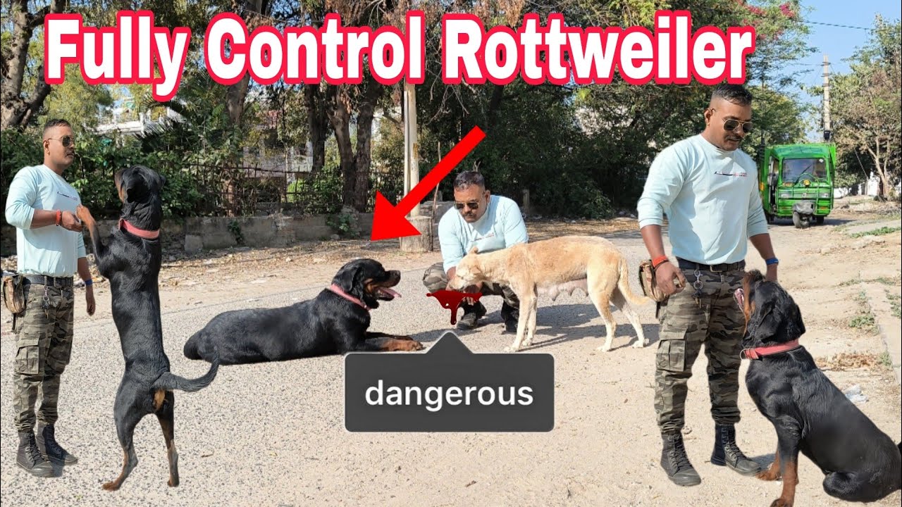 Rottweiler Mr Max Fully Control Rottweiler Training #doglover # ...