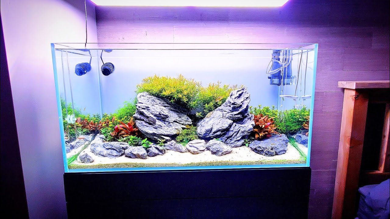 Trimming 90P Planted Aquarium - YouTube