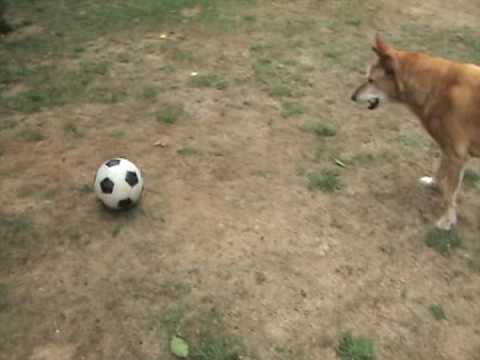 Dog kicking a football! - YouTube