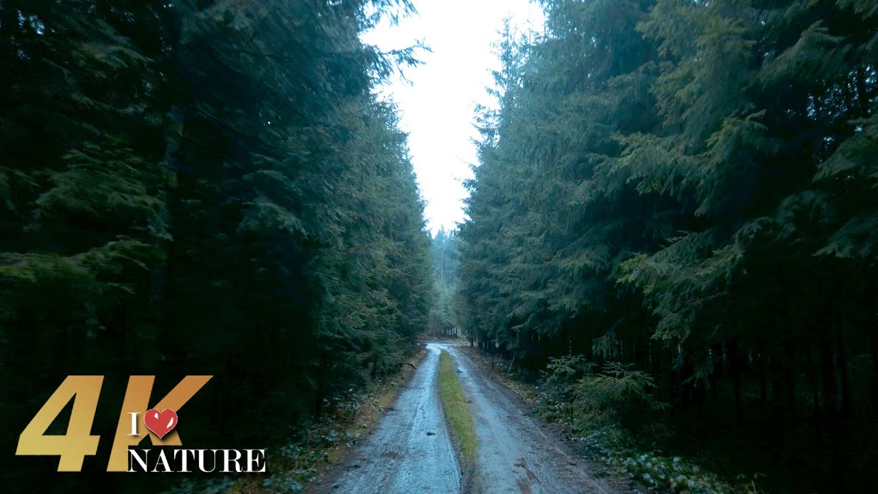 Virtual Walk Through the Dark and Foggy Forest | After the Rain - YouTube