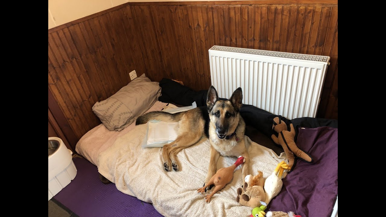 HOW I CRATE REST MY LARGE BREED IVDD DOG. Reign the German Shepherd ...