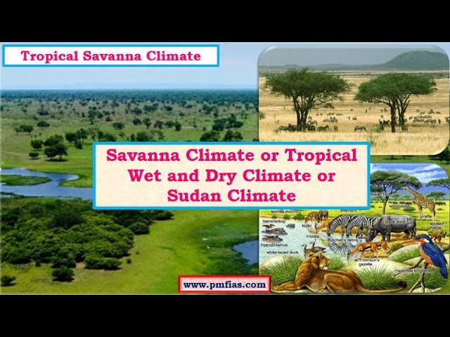 Tropical Wet And Dry Areas Tropical Savanna (Aw): Warm Temperatures