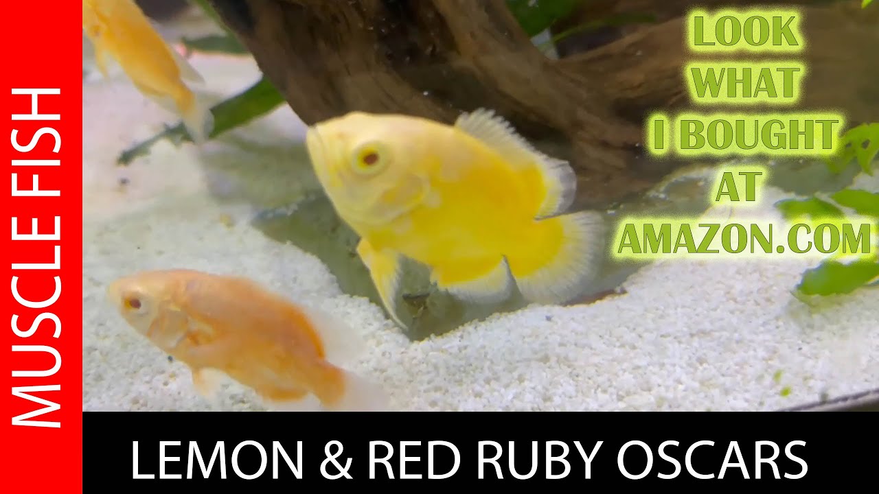 LEMON & ALBINO RED RUBY OSCARS BABIES ARRIVE! - YouTube