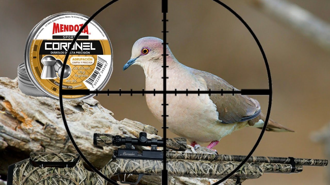 Cacería De Palomas Barranqueras Después De Esperar Venado Cola blanca ...