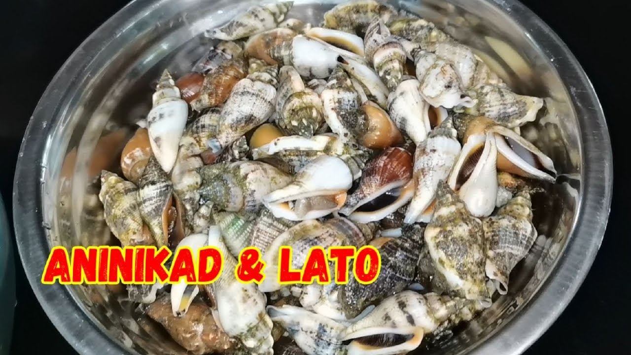 How to Cook Aninikad or Plicate Conch & Lato Mukbang | noi & nang tv ...