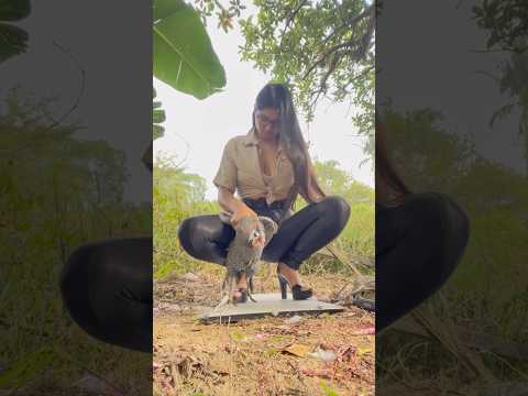 Slaughter amgolista/abate de galinha da Angola. #galinhas #chicken