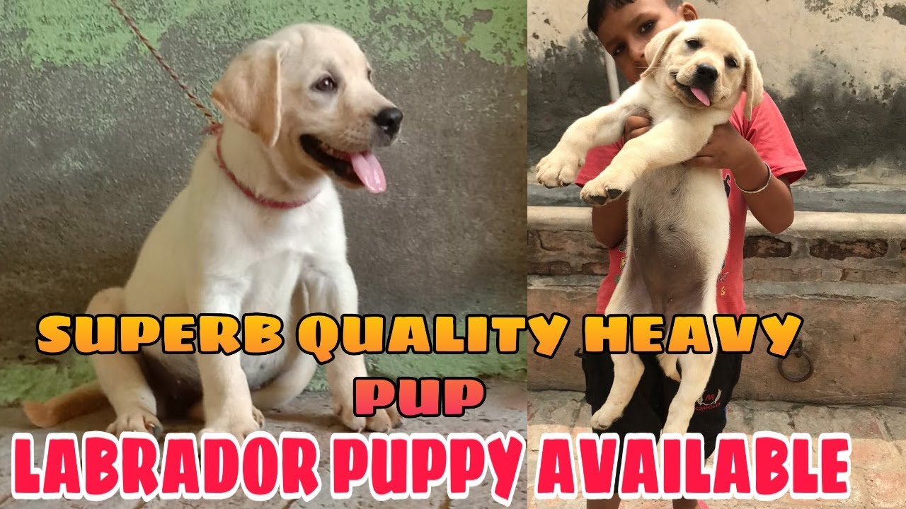 Top quality labrador puppy for sale - YouTube