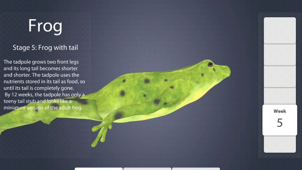Learn about Life Cycle of Frog: K12 Simulation by Avidia Labs - YouTube