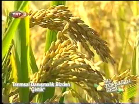 TRT 3 - BU TOPRAĞIN SESİ PROGRAMI - ÇELTİK TARIMI