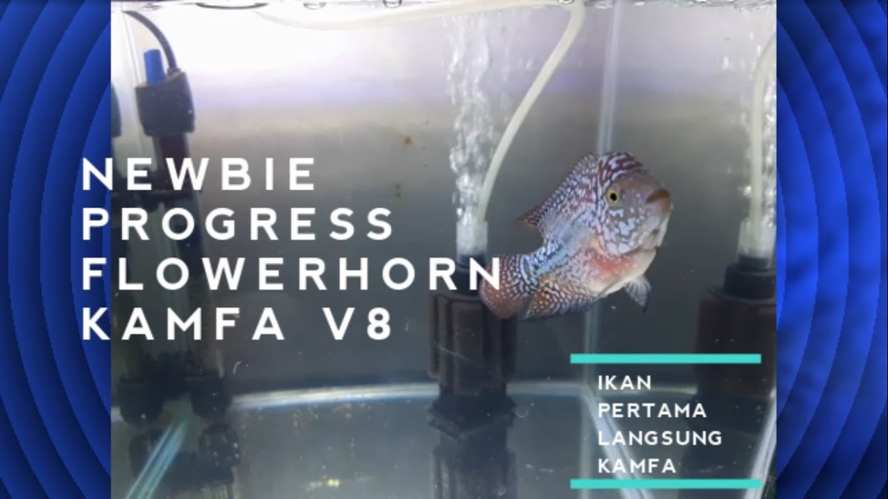 Part1- Elvis Newbie - Progress Louhan Flowerhorn Kamfa V8 (with Eng Sub ...