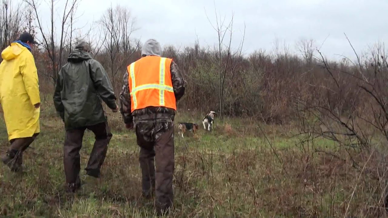 Imperial Beagle Club Gun Dog Brace Trial Big Males` - YouTube