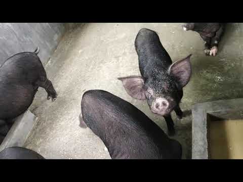 Assam pig farm,local pig,pig farm - YouTube