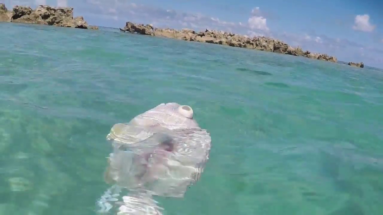REAL GIANT WHITE DEAD FISH FLOATING BY ME! - YouTube