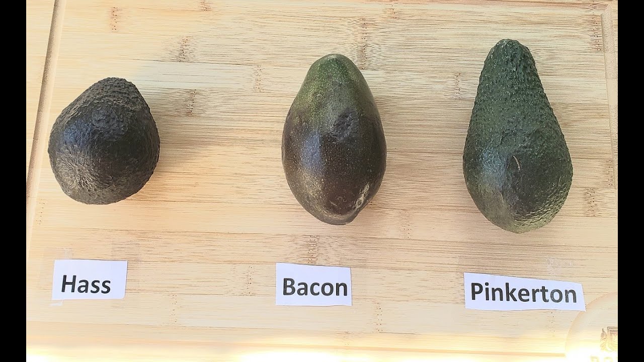 Pinkerton Avocado
