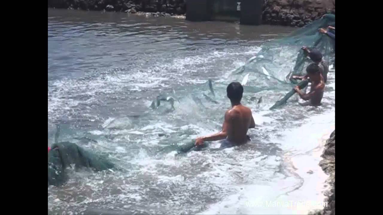 Milkfish or Bangus harvest in the Philippines (Occidental Mindoro ...