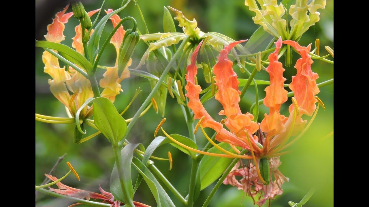 Gloriosa superba... An amazing medicinal species...SCR - YouTube