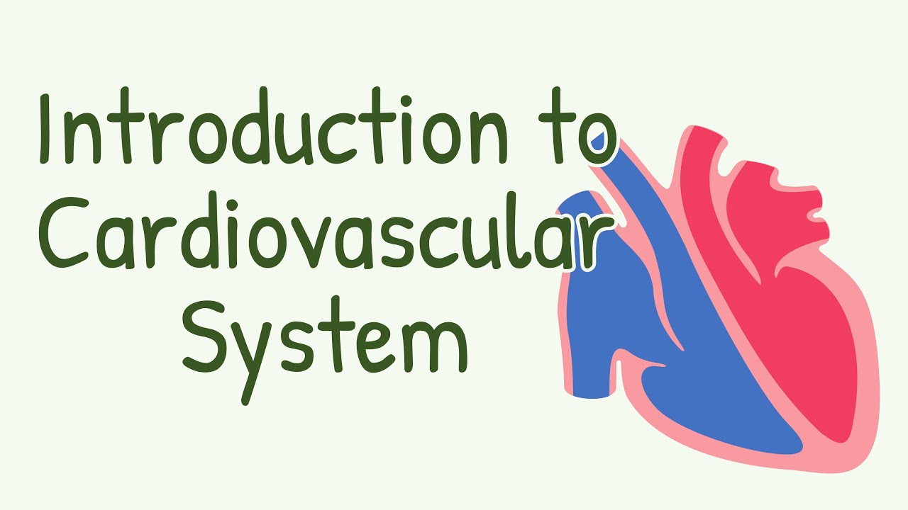 Introduction To Cardiovascular System || Heart, Blood Vessels ...
