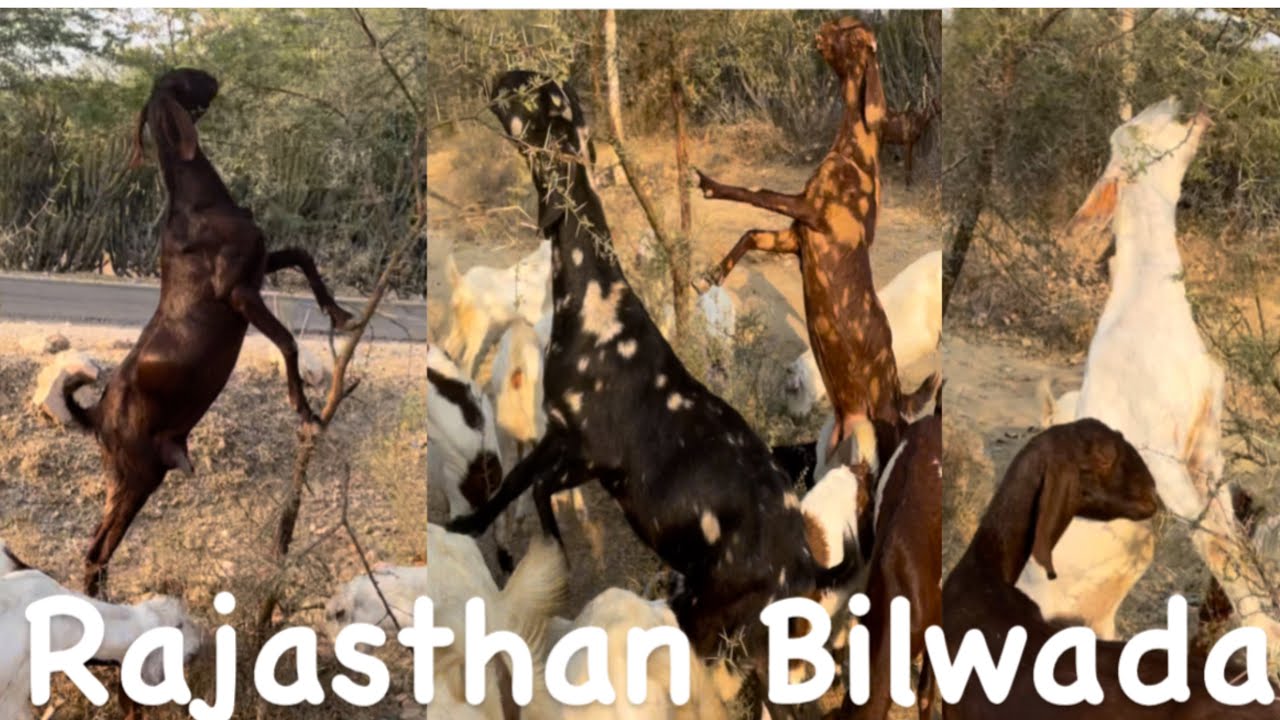 Desi Bakri, Rajasthan, Bilwada - YouTube