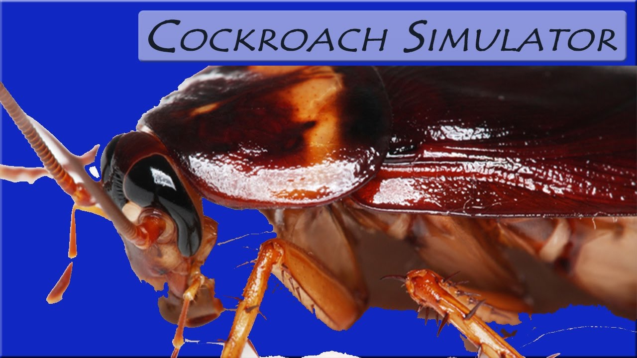 Joyscreen cockroach simulator: finally every roach can fly - YouTube