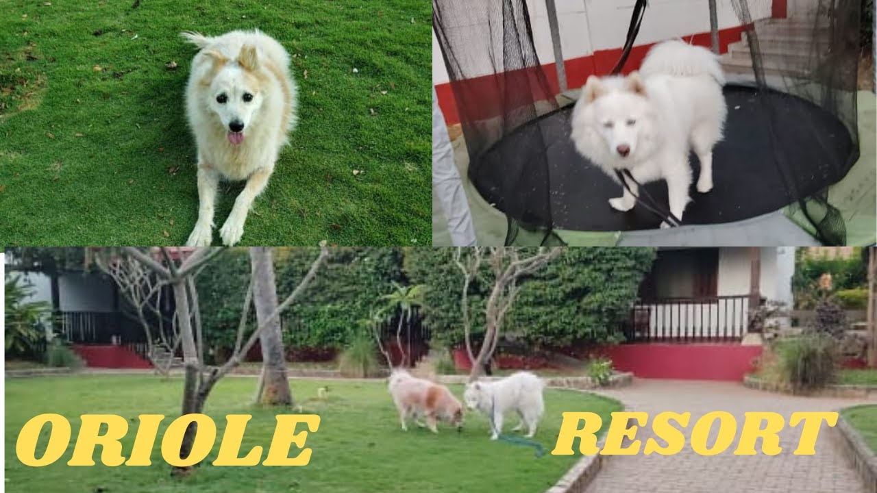ENJOYING WITH MY PETS AT ORIOLE RESORT MYSORE - YouTube