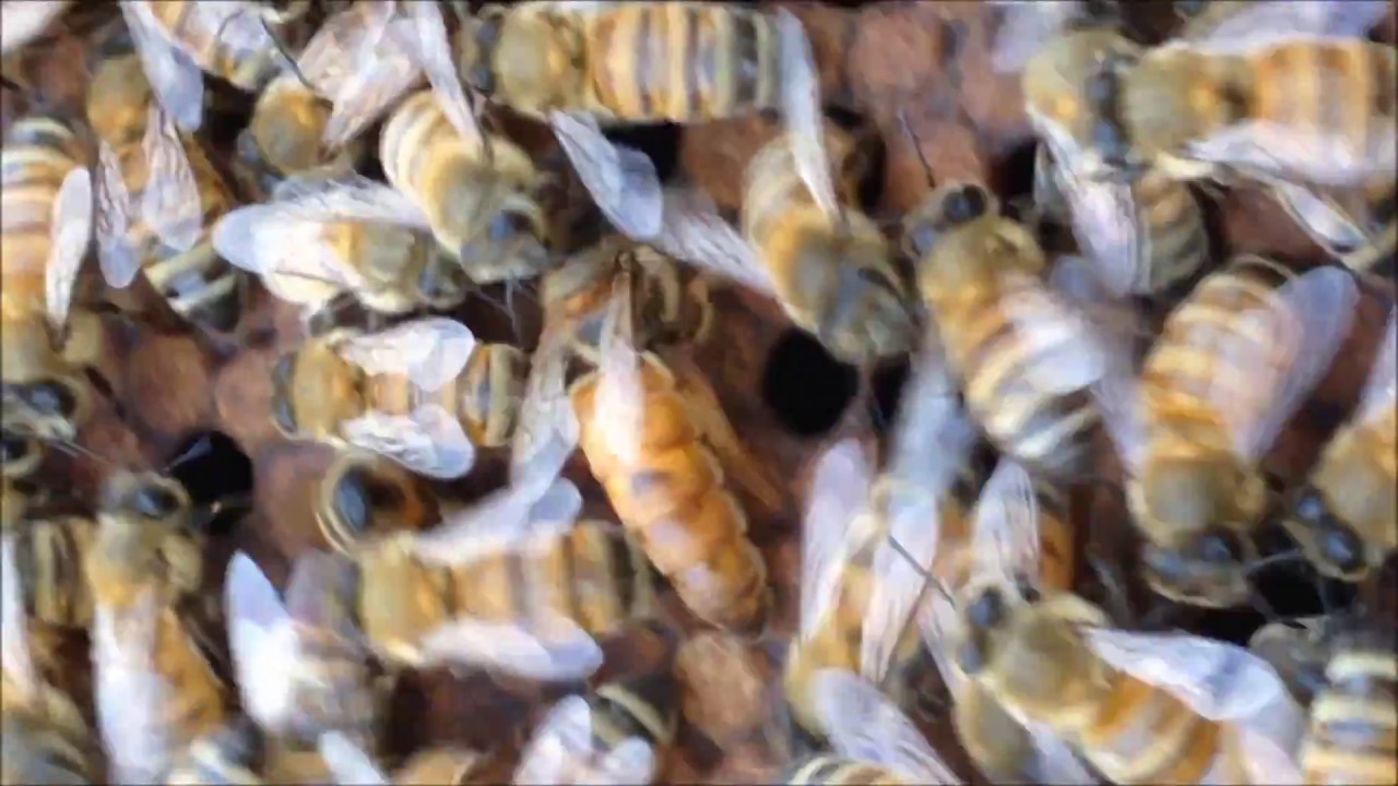 The sound of The Queen Bee - YouTube