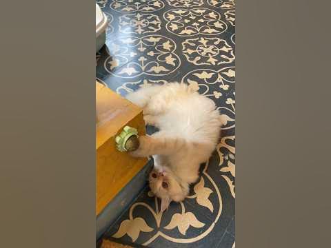 The catnip dance: Pouncing, rolling, and meowing with sheer delight!! #cats #shorts # ...