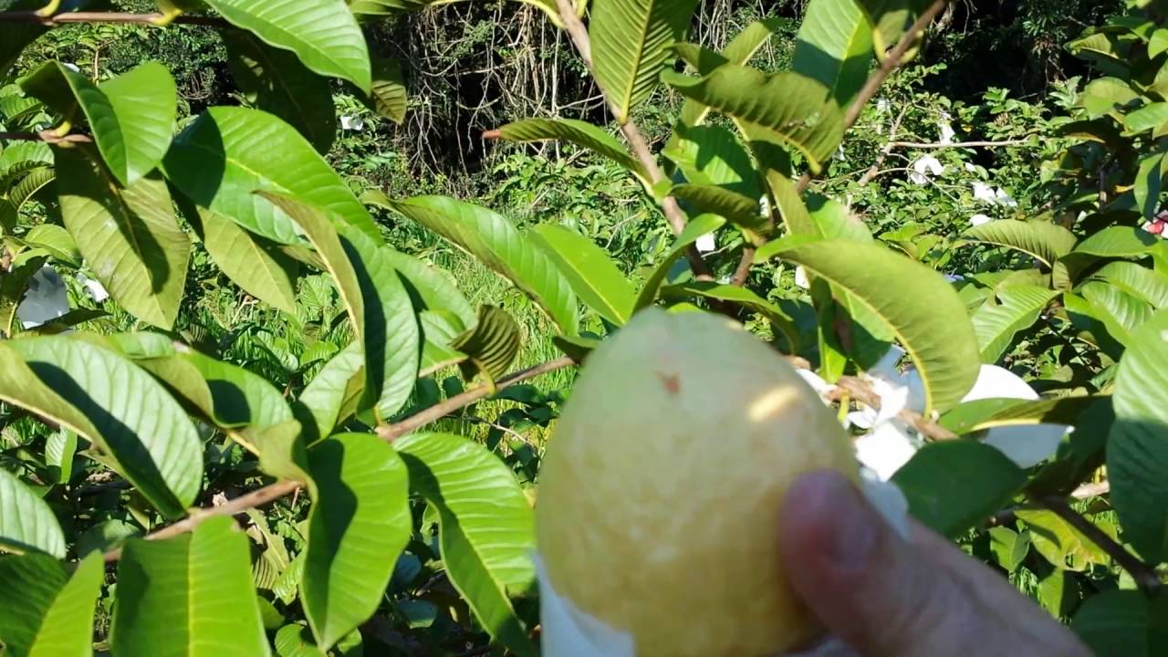 Goiaba orgânica - YouTube