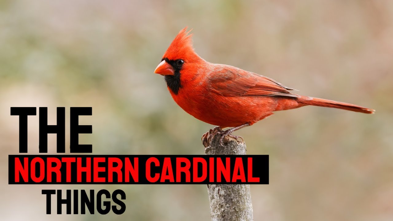 10 Amazing Facts About Northern Cardinals You Need to Know - YouTube