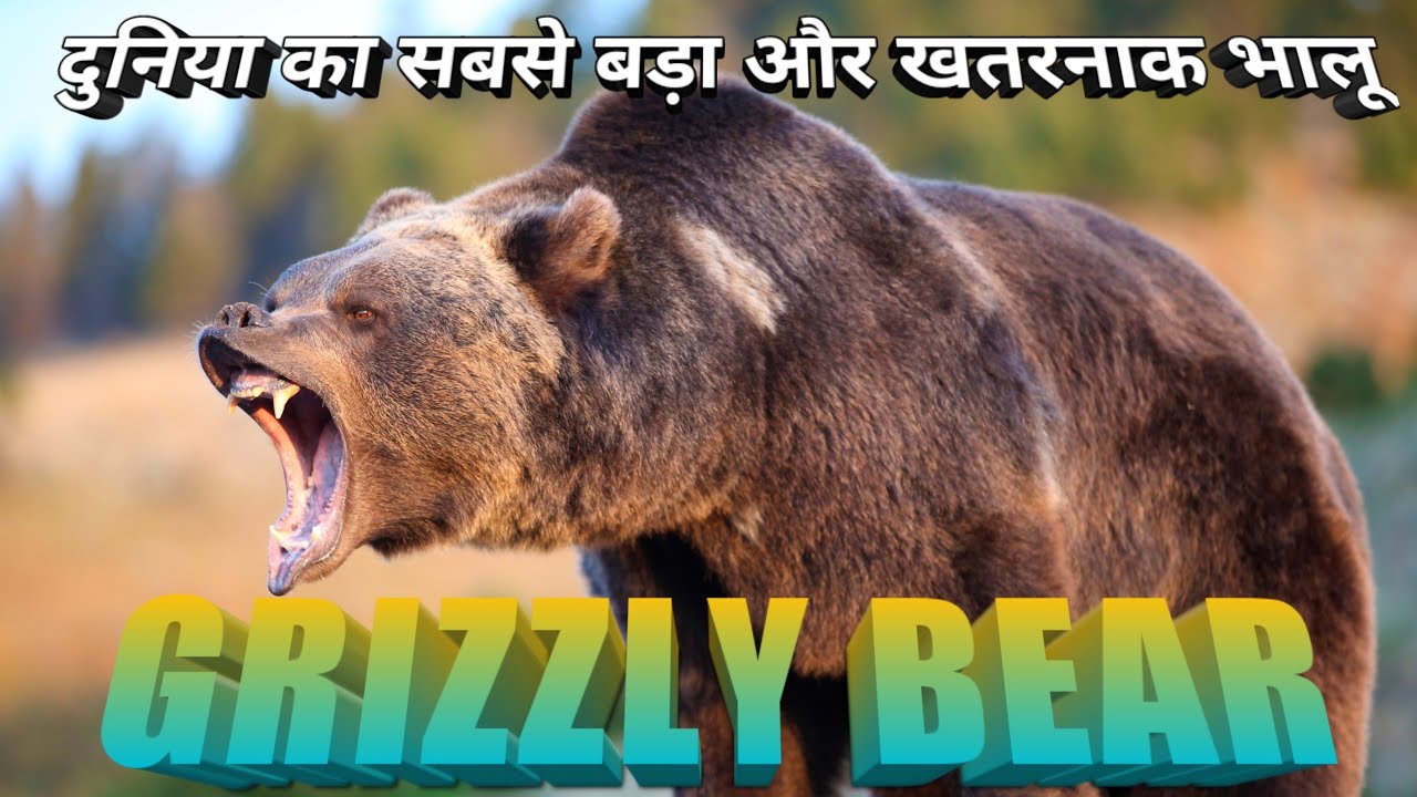 Grizzly Bear in Hindi - Largest Bear in The World । दुनिया का सबसे बड़ा ...