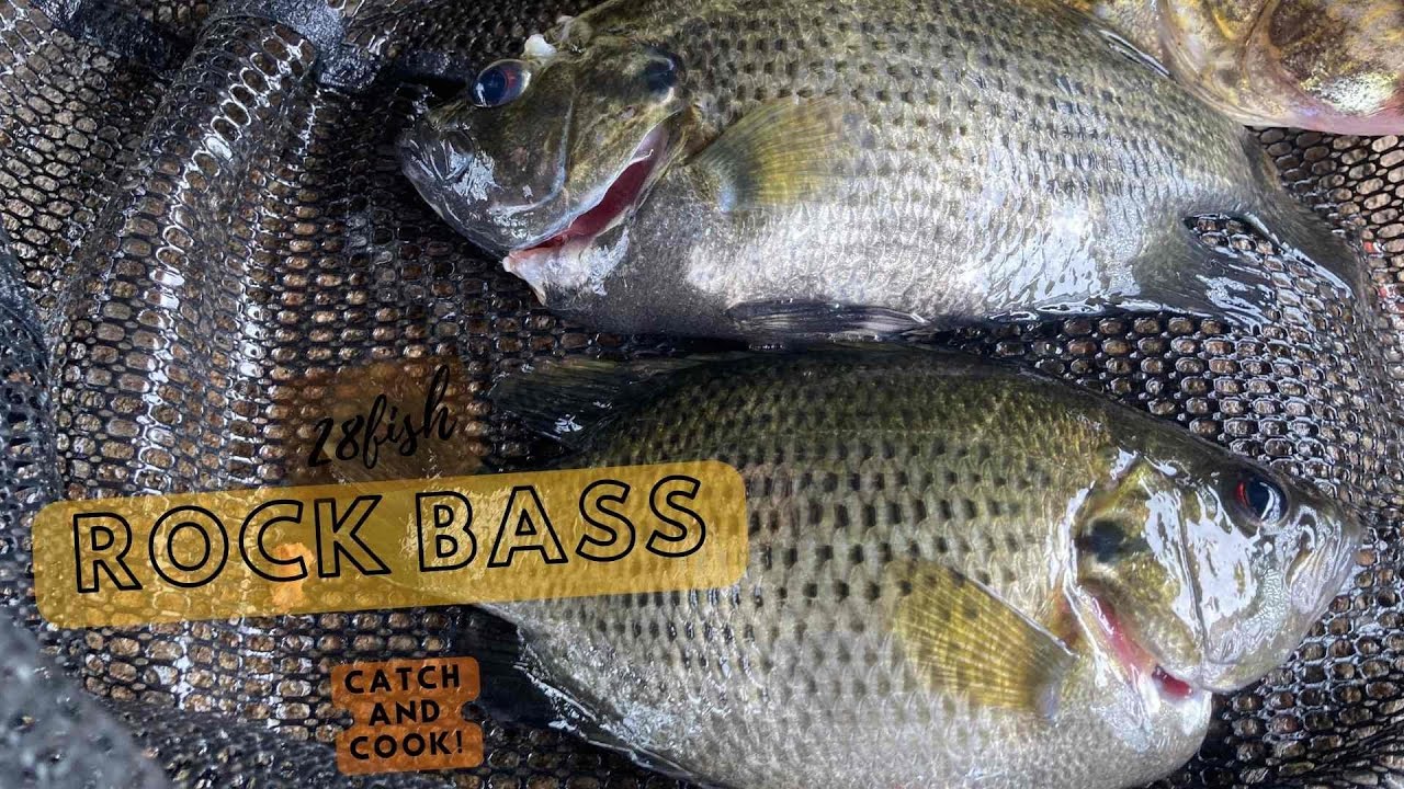 Rock Bass Catch and Cook! - YouTube