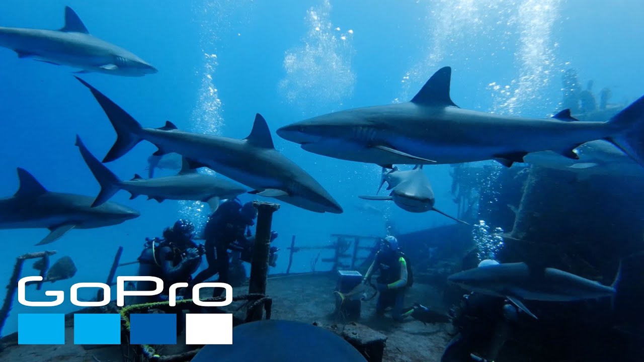 GoPro: Top 10 Underwater Moments - YouTube