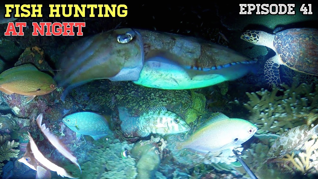 NIGHT SPEARFISHING EPISODE 41 | FISH HUNTING AT NIGHT - YouTube