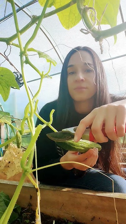 Last of the cucumbers. #eatwhatyougrow #homestead #newzealandlife # ...