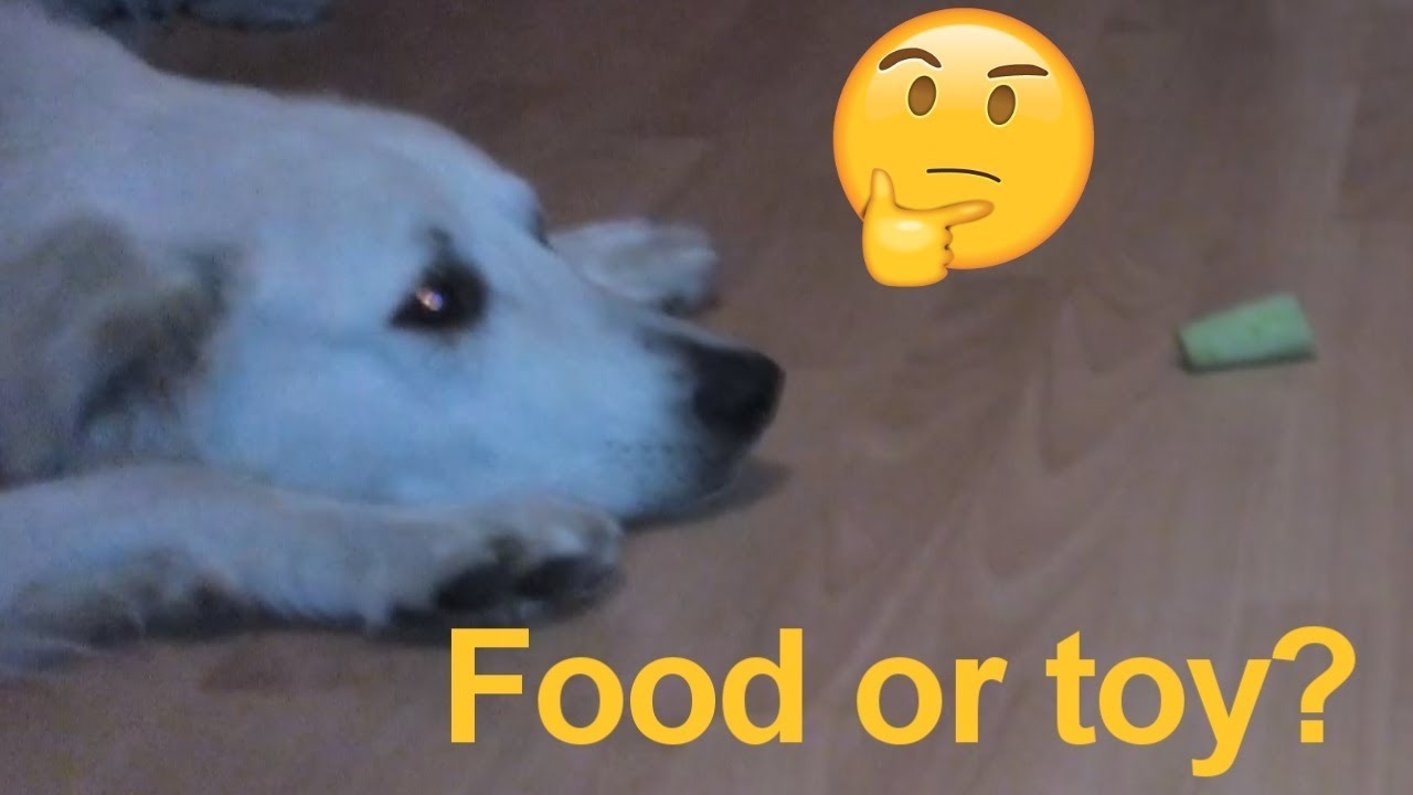 Happy dog Petko eats a cucumber I My dog wonders: food or a toy? I ...