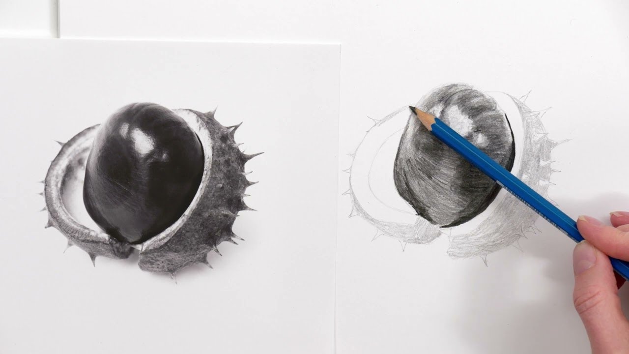 Realistic nature drawing in pencil - conker tutorial step by step - YouTube