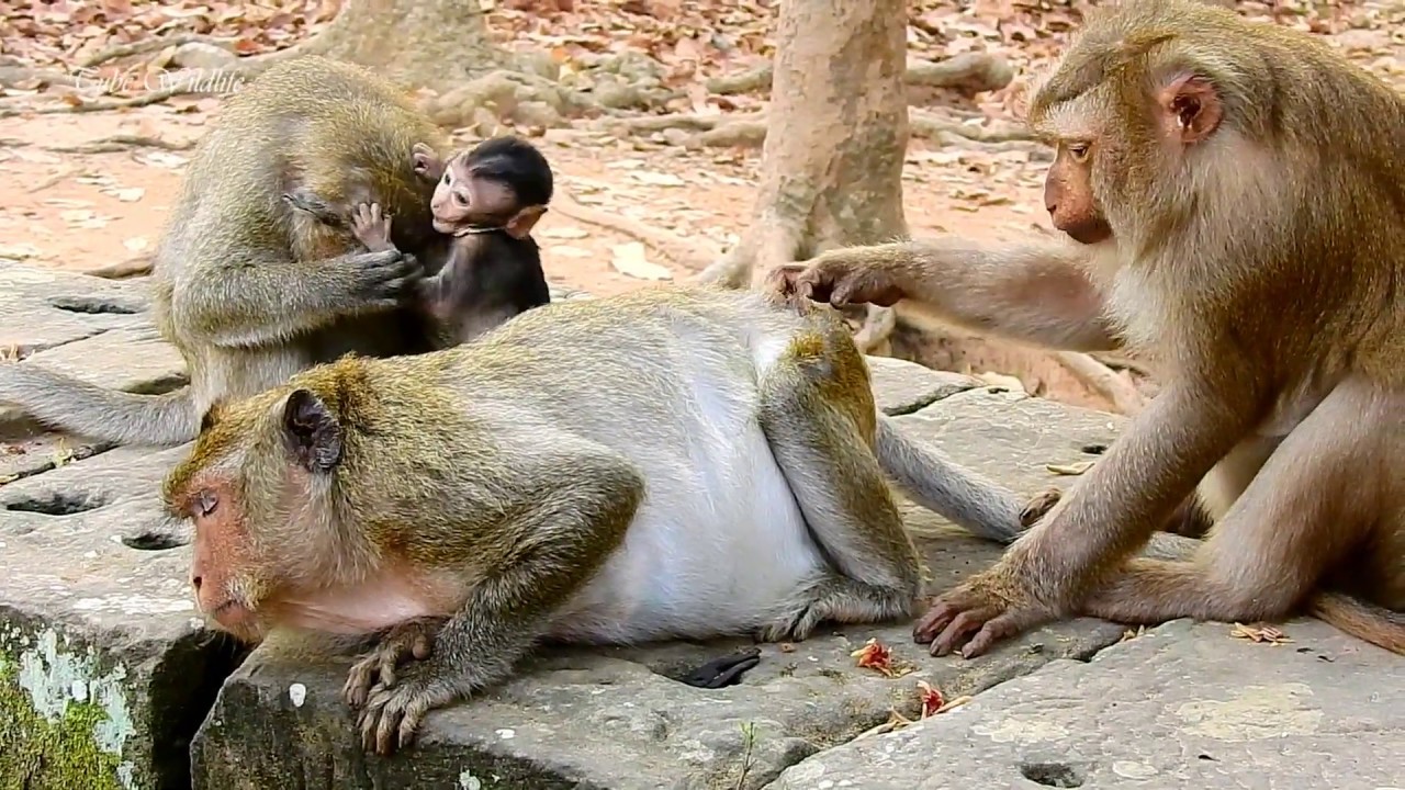 This is the real state of monkey Maria at the evening yesterday before ...