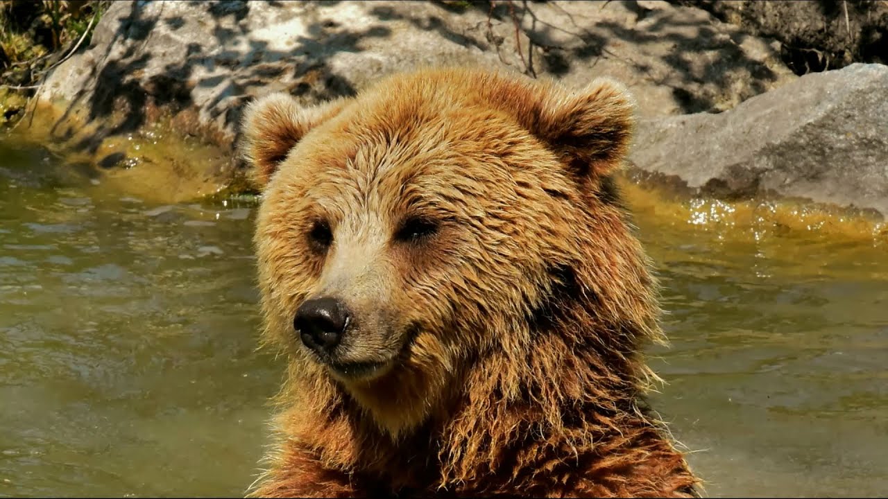 Bear roar. Bear growling. Bear growl sound effect. - YouTube