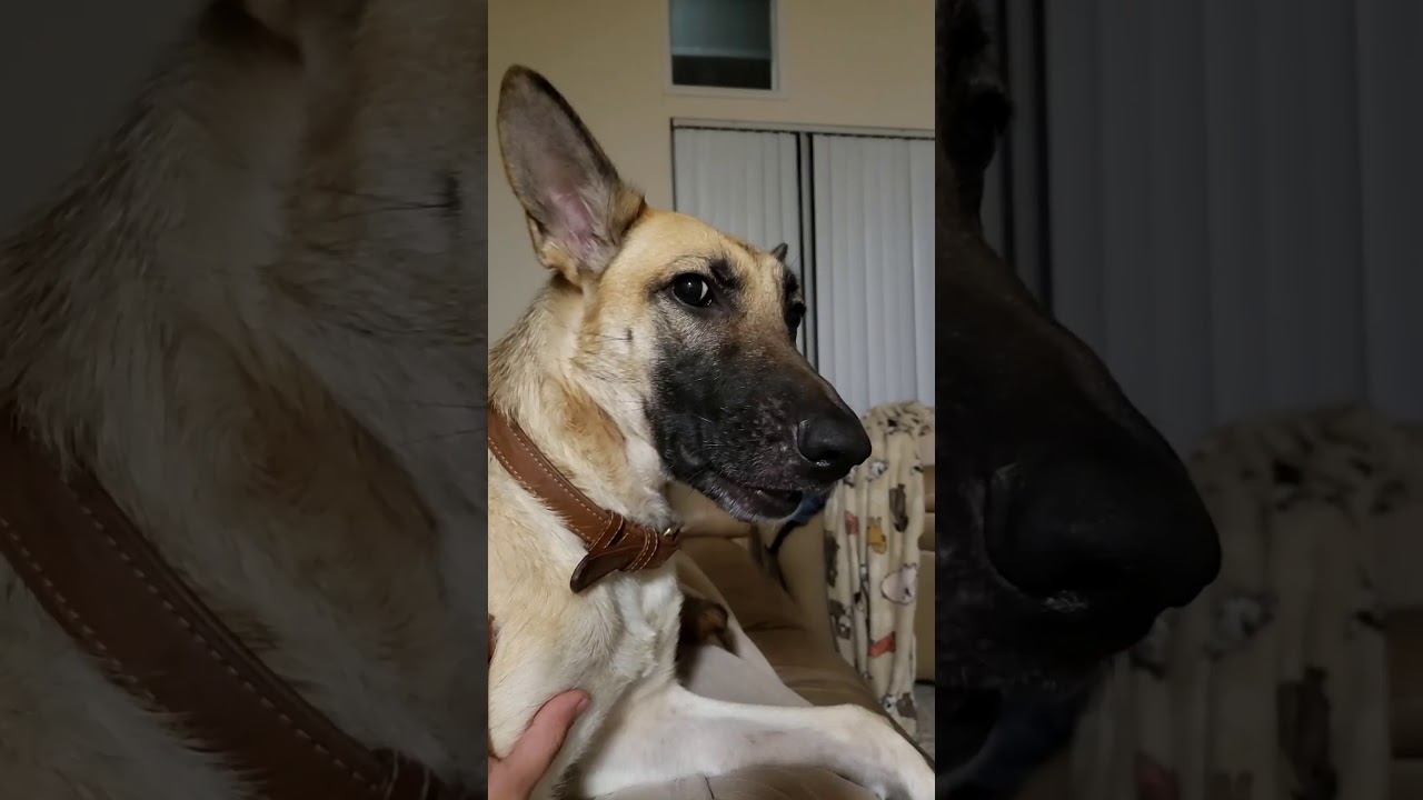 German Shepherd Talking - YouTube