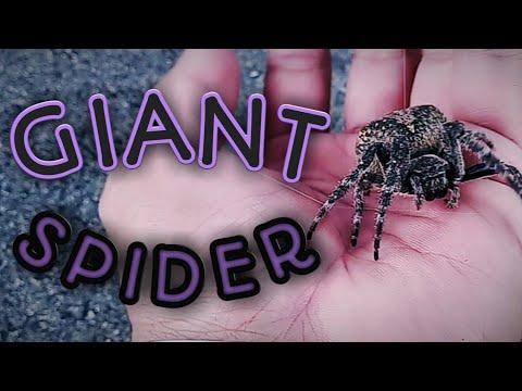 Hunting Taiwan Giant Spider!!! Daytime Hunting - YouTube