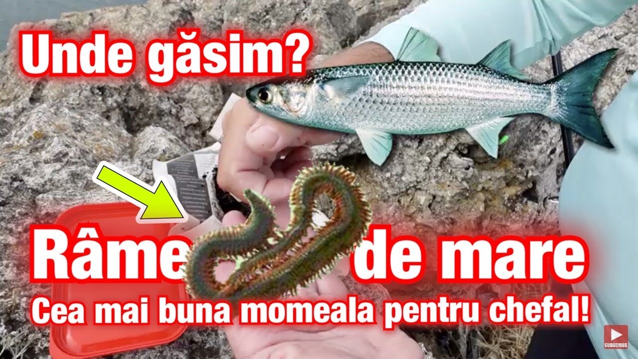Unde gasim #RÂME de mare pentru #pescuit la Marea Neagră - YouTube