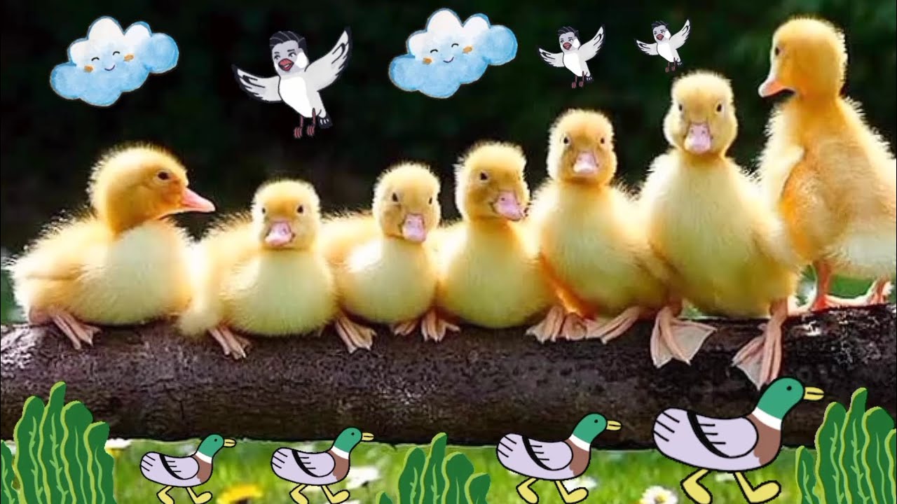 the cuteness of two little ducks playing during the day { part 15 } 🦆🐣🦆 ...