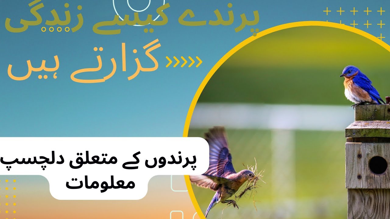 Bird's Life|Interesting Information about birds in urdu|Parinday kase ...