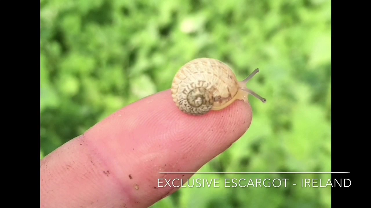 Young Snail’s Journey: A Fascinating Look At a Tiny Snail 🐌🌱🔍 - YouTube