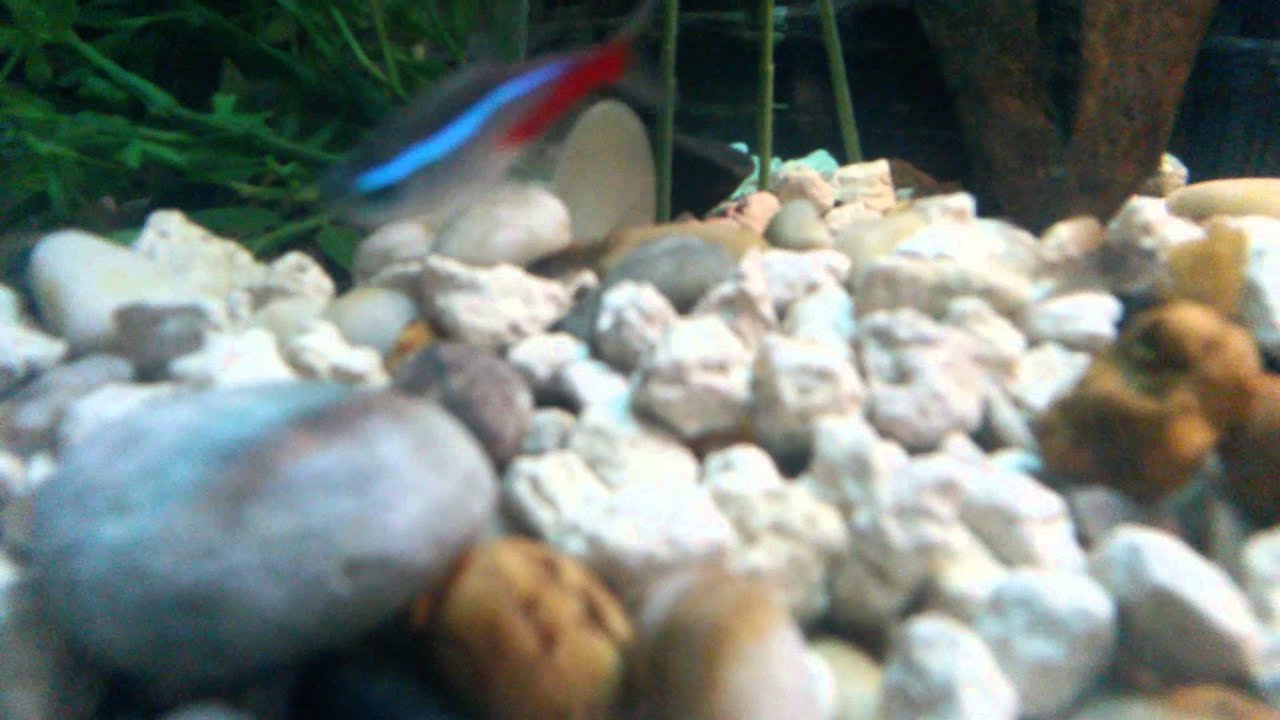 Cory catfish fry in the razorback tank. - YouTube