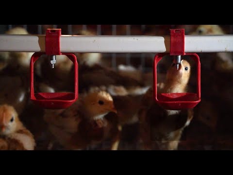 VALLI - Rearing pullets cage mod.: Modulo Crescita