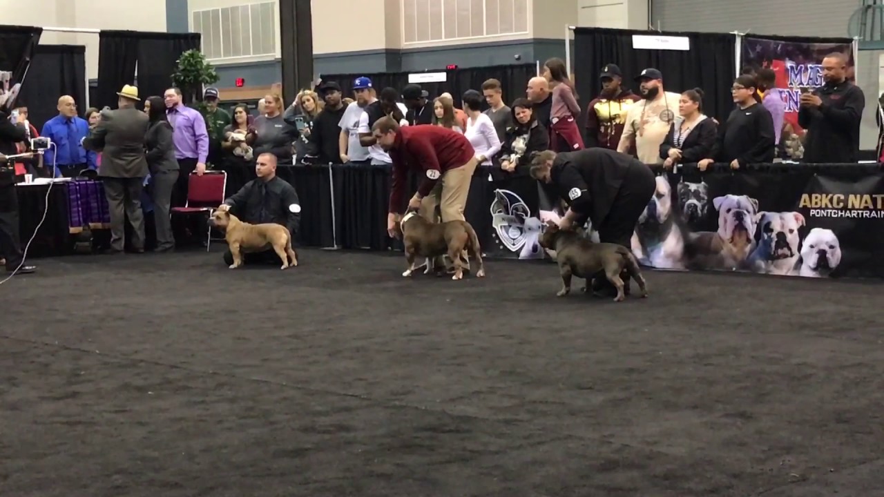 2016 ABKC Nationals Best Of Breed Winner Axel - YouTube