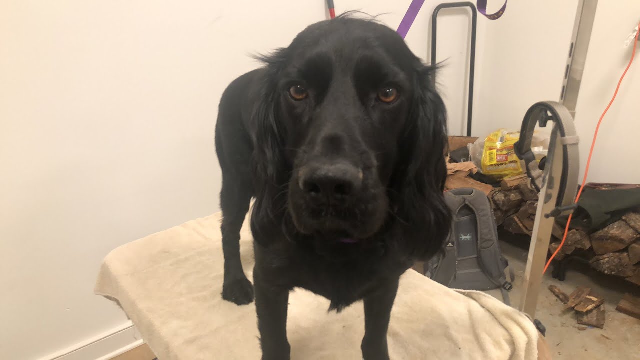 Meet Max the beautiful Black Cocker Spaniel 🐾 - YouTube