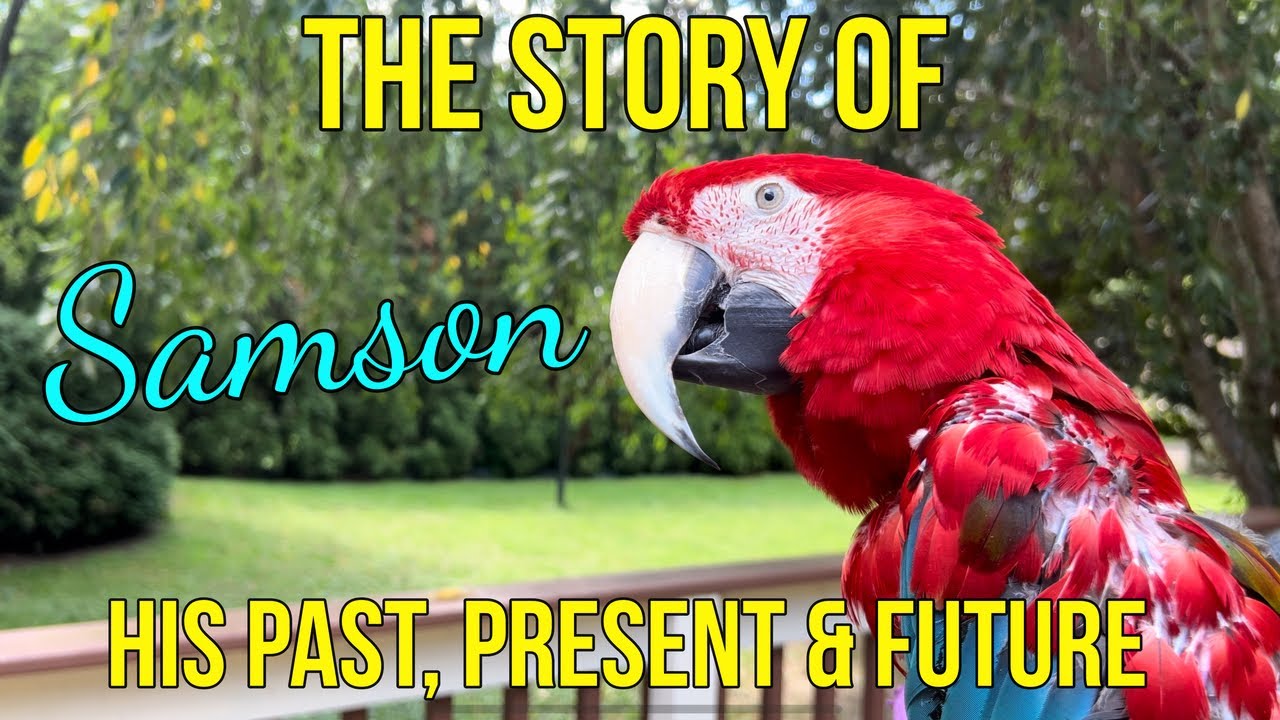 The story of Samson - His Past, Present and Future - YouTube